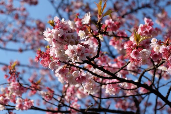 Visit Japan | Private Jet Charter Destinations